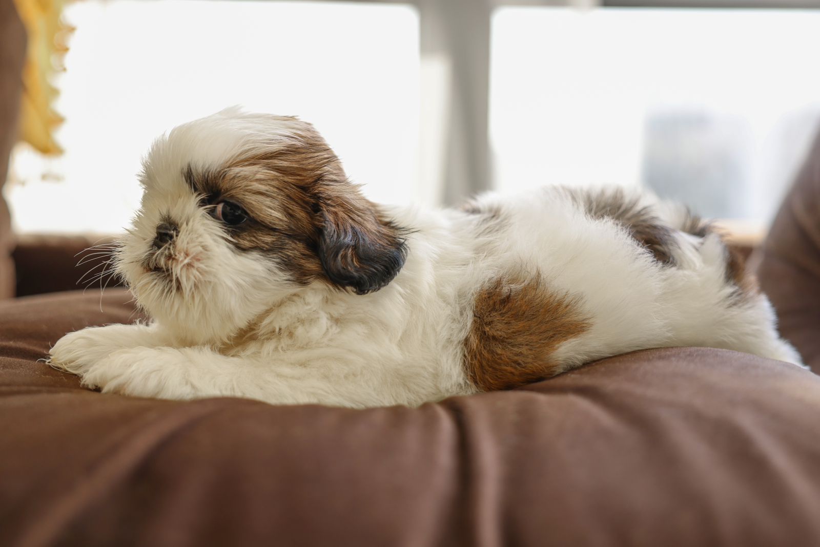 Shih Tzu PUPPIES - The good shepherd kennel