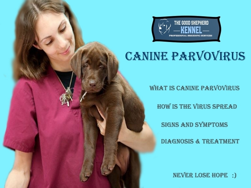 Canine Parvovirus - The good shepherd kennel