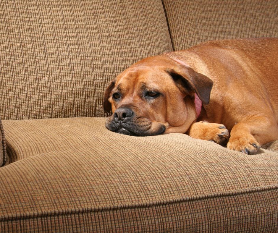 Ways tell you that your dog sad or happy: - The good shepherd kennel