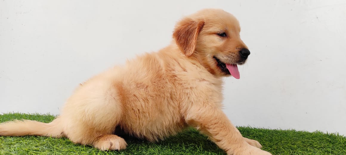 Golden Retriever Puppies- English Cream- Double Coat - The good ...
