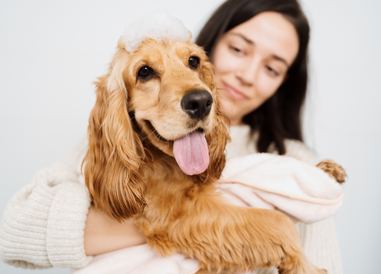 The Best Grooming Practices for Your Cocker Spaniel dog - The good ...