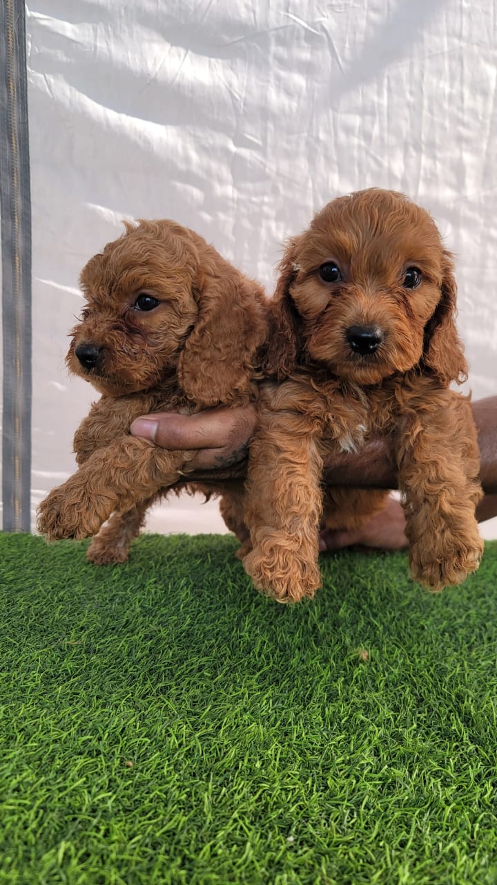 Cockapoo Puppies - Top Quality In UAE -THE GOOD SHEPHERD - The good ...