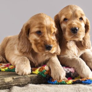 Cocker spaniel – Good Shepherd Kennel